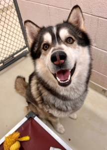 Zuel The Care Veterinary Center Pet Of The Week | WFMD-AM