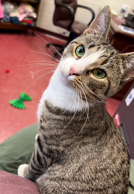 Tiger the Jay Day and the Day Home Team of Real Estate Teams Pet of the ...