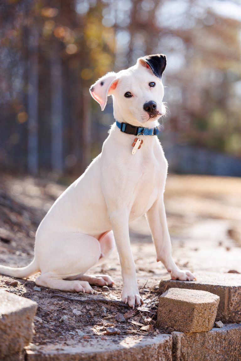 Fursday: Meet Red Rover from APS of Durham! | WQDR-FM