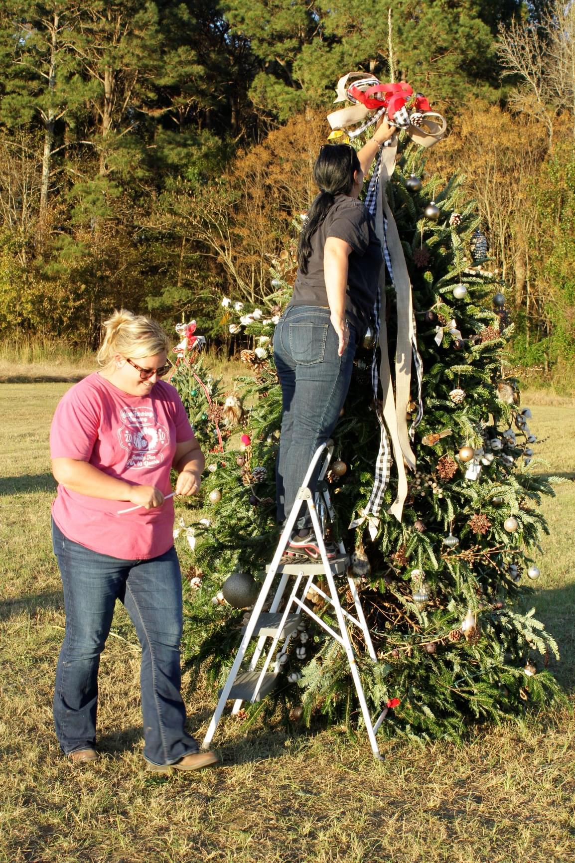 Odom Farm Prepares For Festival Of Trees (PHOTO GALLERY) | Goldsboro ...