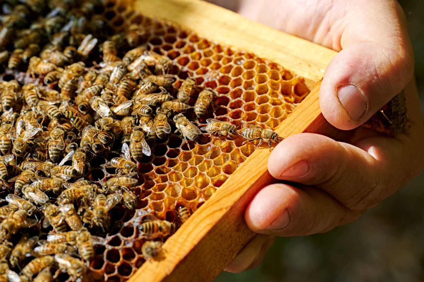 Are Honey Bees Pets? - QDR Plus