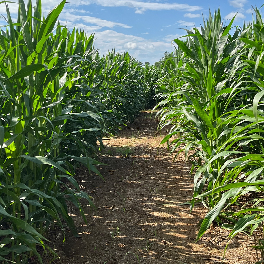 South Mountain Creamery Fall Festival Corn Maze | WFRE-FM