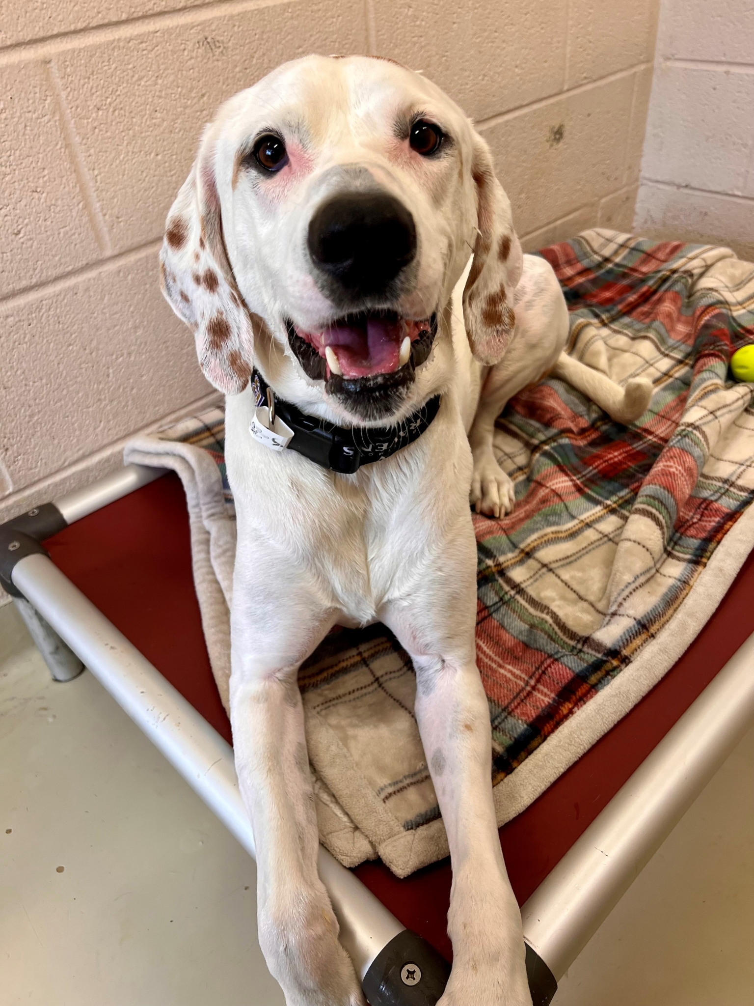 Mikey The Auto Spas & Expresses Pet Of The Week | WFRE-FM