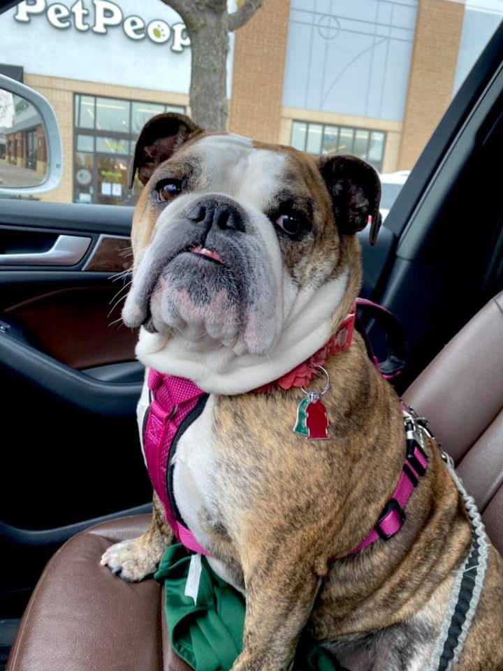 If Deb’s Dog Bella Could Talk … She Would Say “No” | WFMS