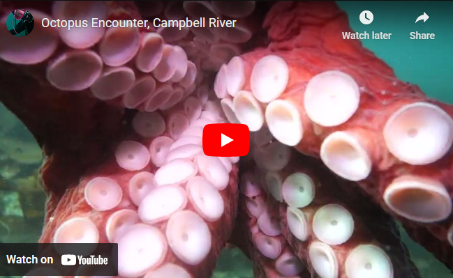 Underwater Nightmare Fuel | WFMS