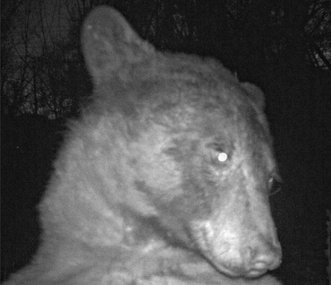 Bear Y Handsome Wfms