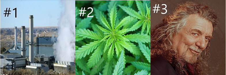 Name That Plant! | 98.1 KKFM-FM