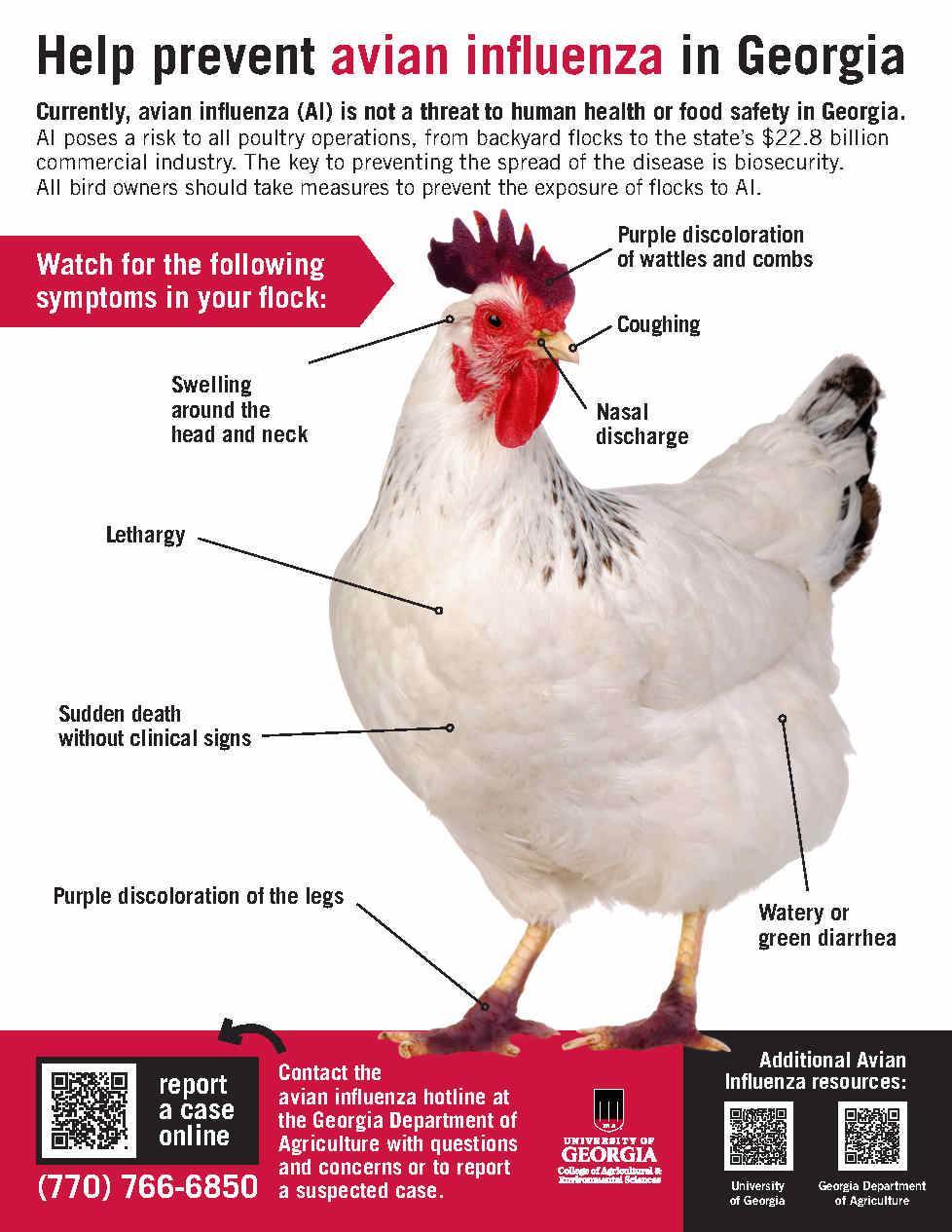 High Path Avian Influenza (HPAI) Identified in Georgia | WRGA