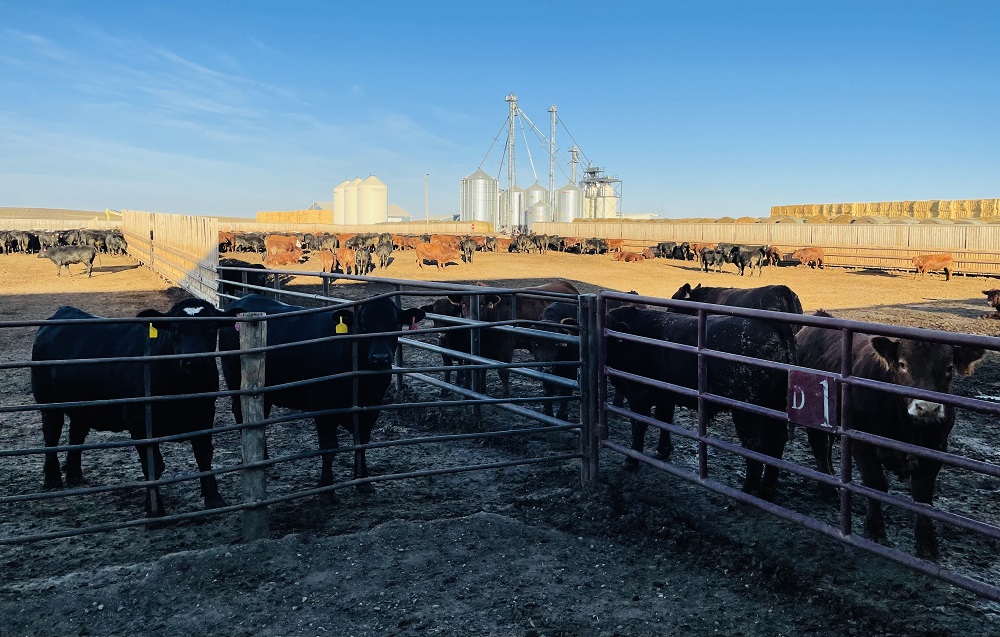 Sask. Cattle Prices mostly down: Cattle Market Update – 620 CKRM