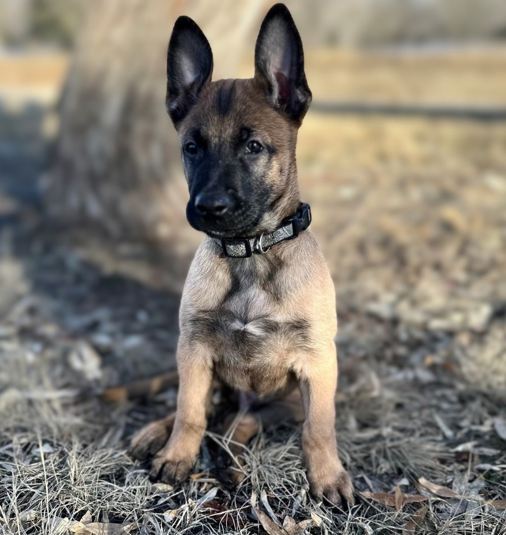Regina Police Service introduces new police dog-in-training Gator – 620 ...