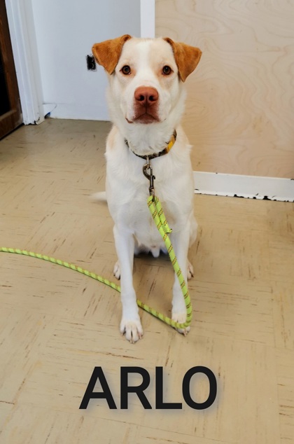 Arlo – 94.1 Cruz FM