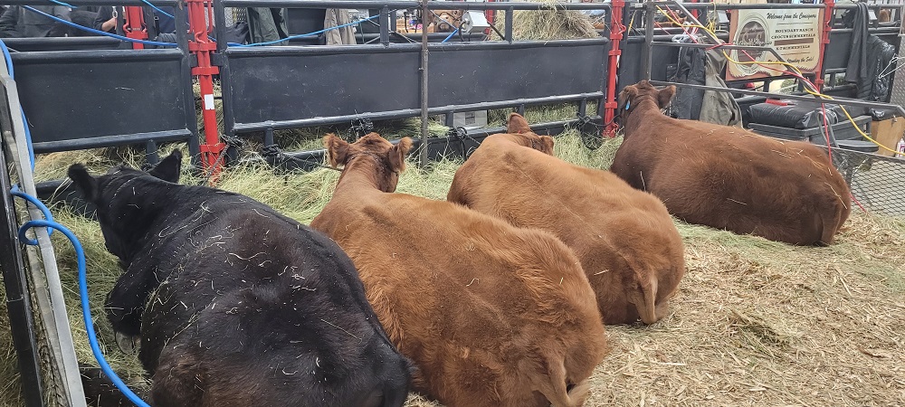 Most Saskatchewan feeder steer and heifer prices were up: Cattle Market ...